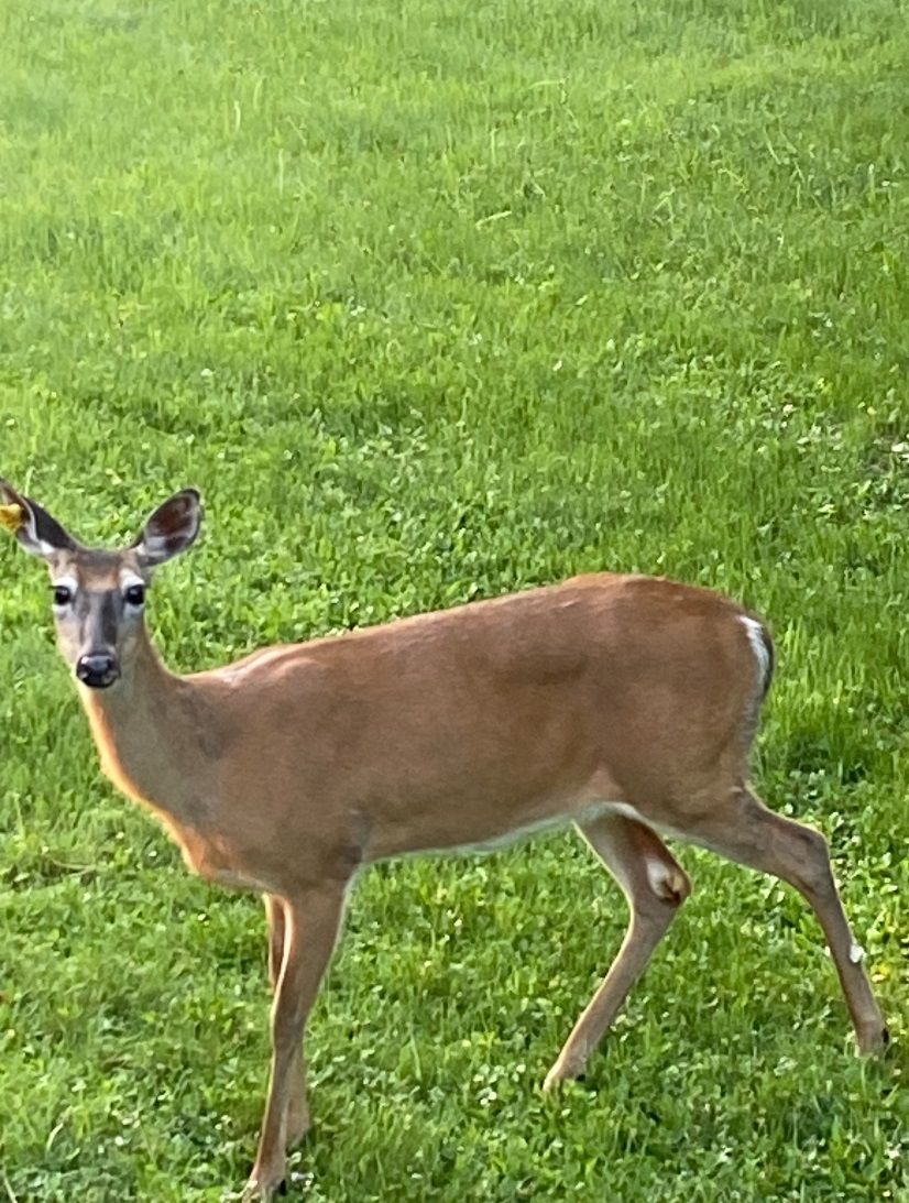 Ministry staff rescue maimed deer first spotted last week | Kenora Miner