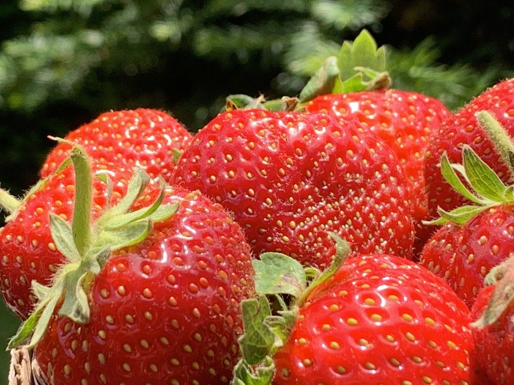 Strawberries are back and ready to pick at Wynn Farms in Bath | The Kingston Whig Standard