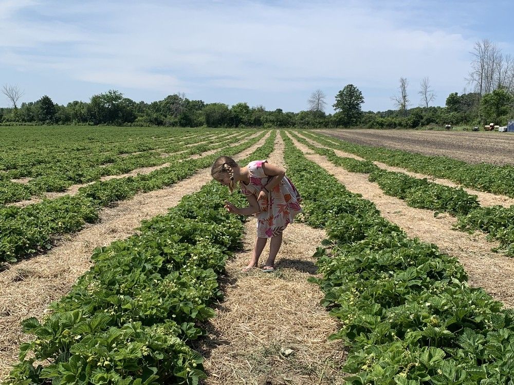 Strawberries are back and ready to pick at Wynn Farms in Bath | The ...
