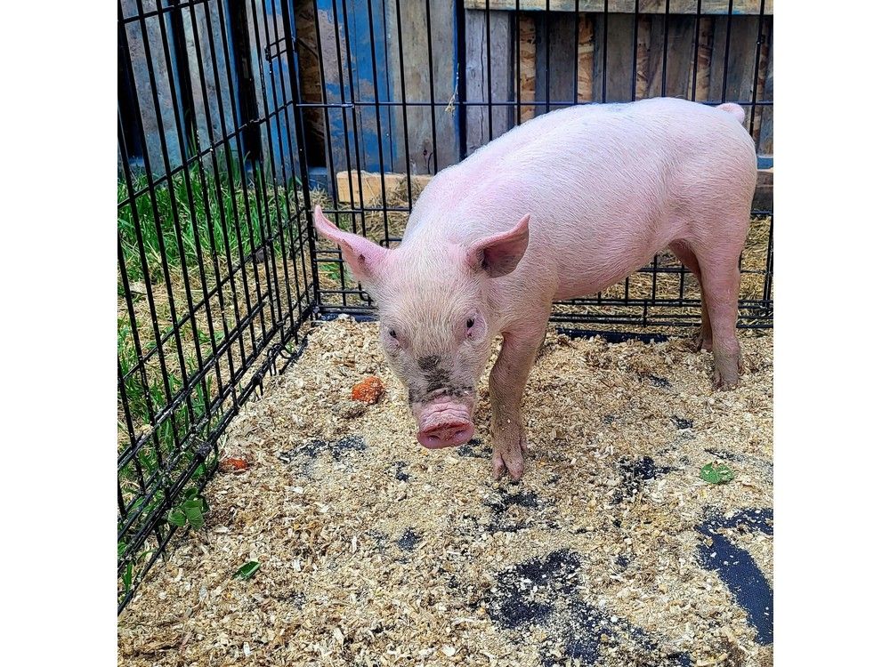 Elusive piglet captured after 2 weeks on the lam | Telegraph-Journal