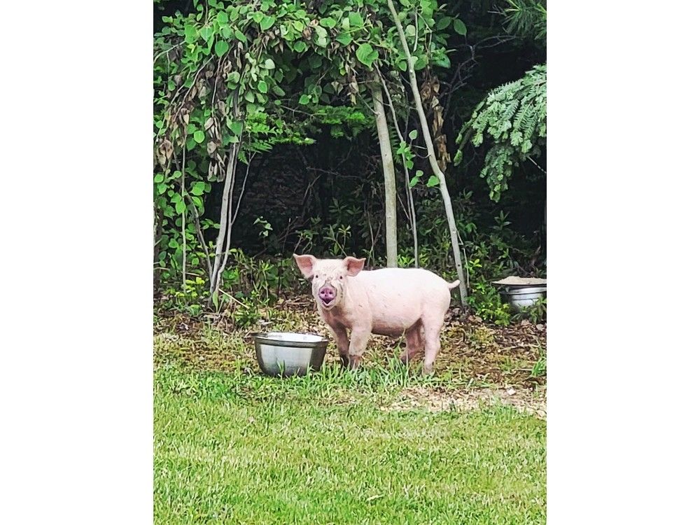 Elusive piglet captured after 2 weeks on the lam | Telegraph-Journal