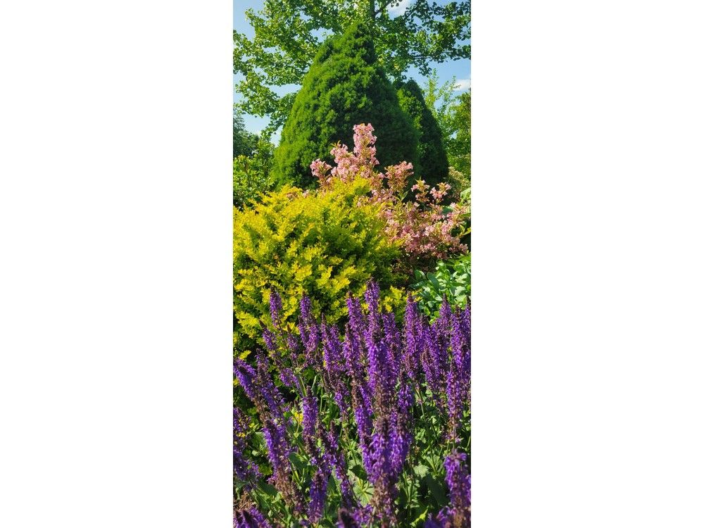 Garden bursts with colourful early summer blooms | Telegraph-Journal