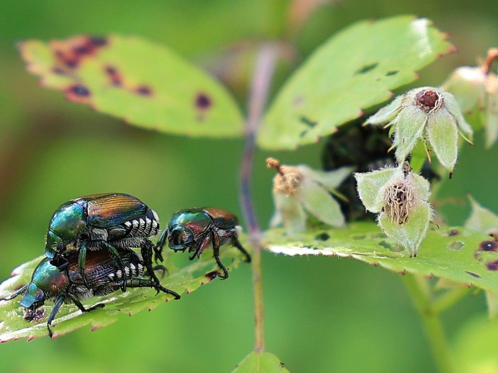 GARDENING: Controlling Japanese beetles | The Sarnia Observer