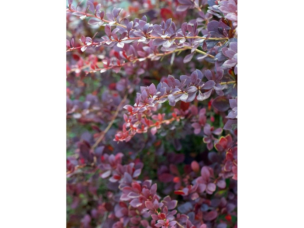 Invasive plant of the month: the Japanese barberry | Exeter Lakeshore ...