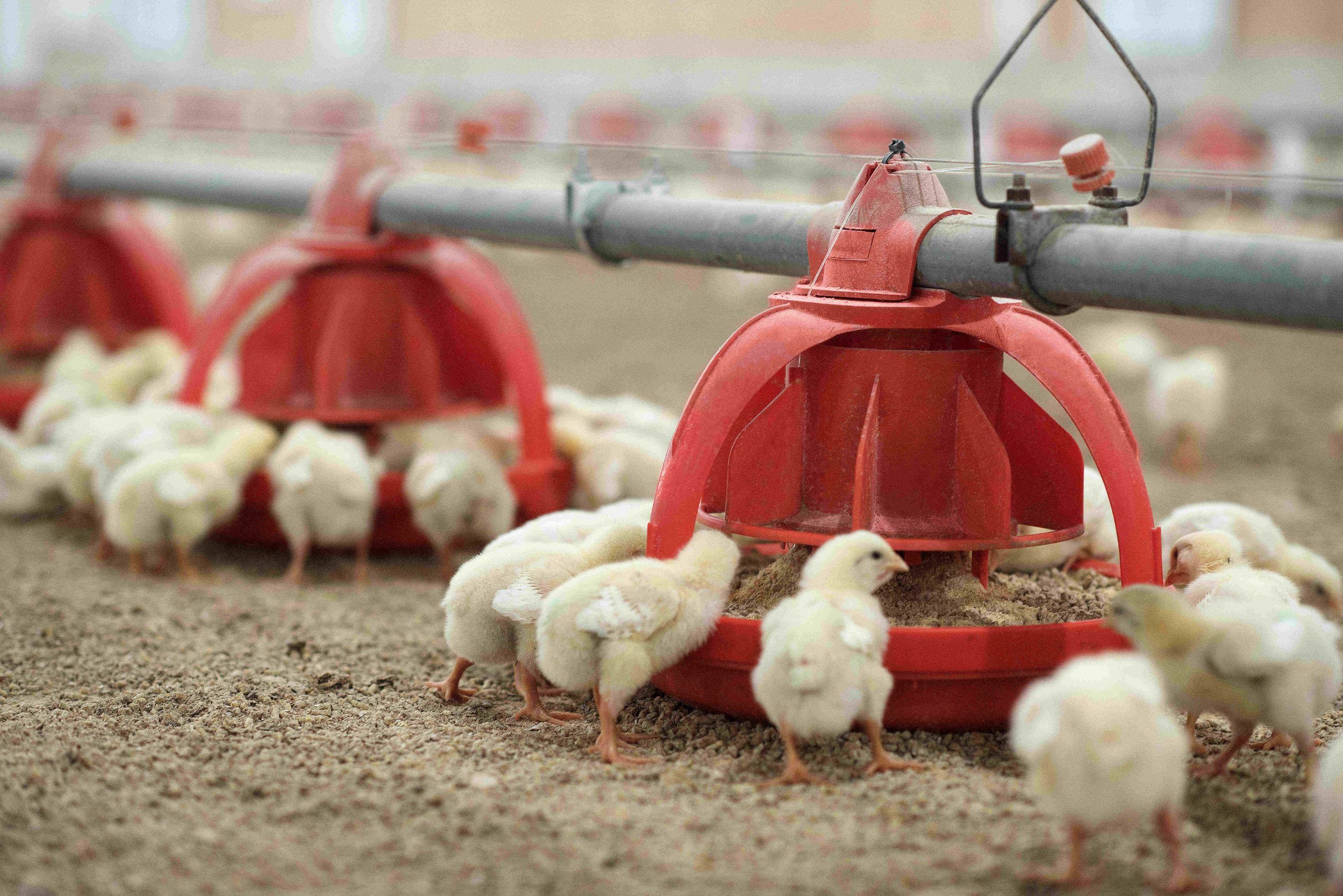 Supporting new farmers to enter Ontario’s growing chicken industry ...