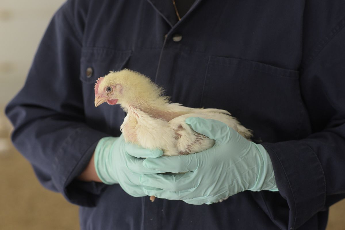 Supporting new farmers to enter Ontario’s growing chicken industry ...