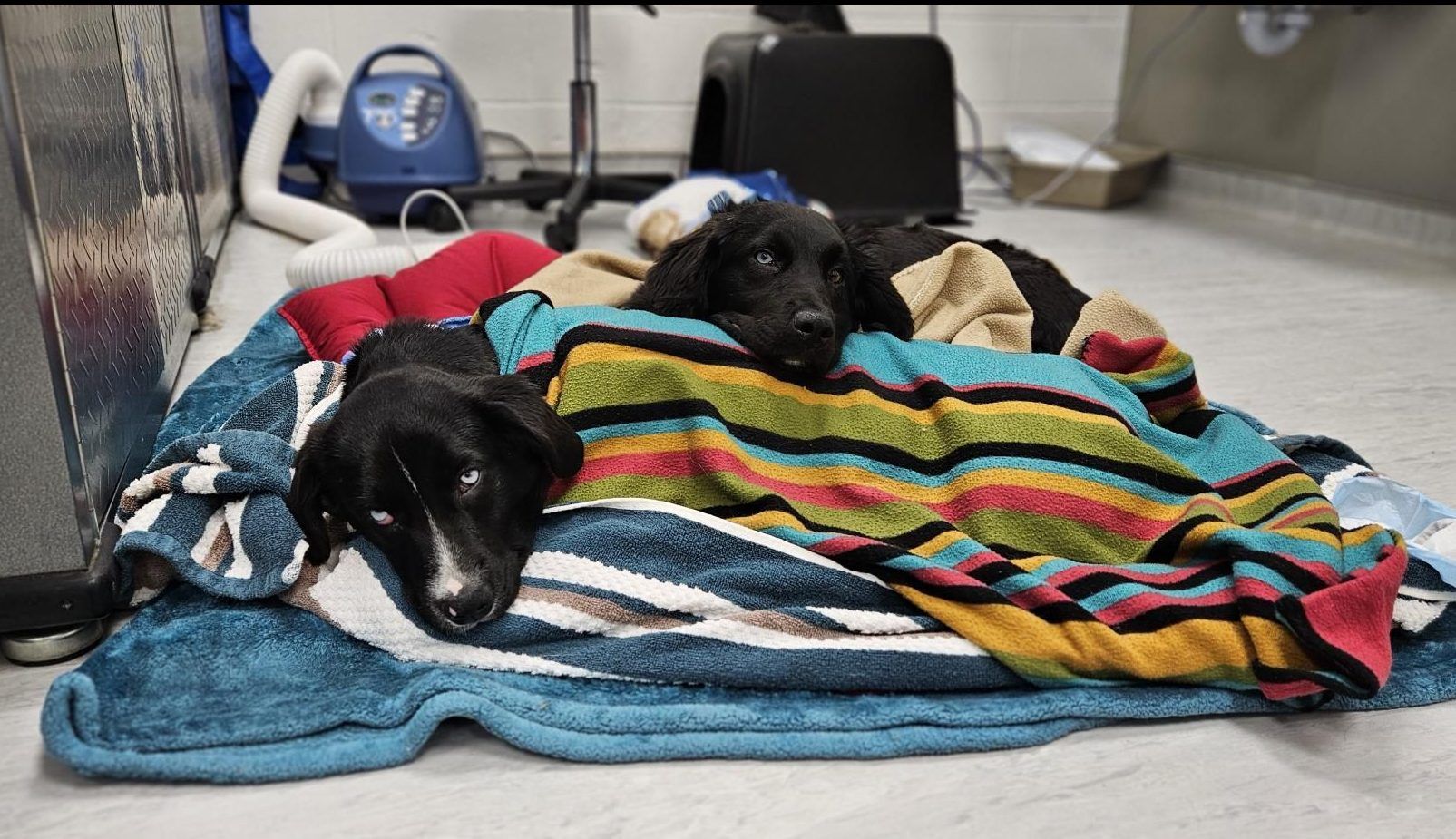 Ontario SPCA opens vet clinic at College Boreal in Sudbury | Sudbury Star