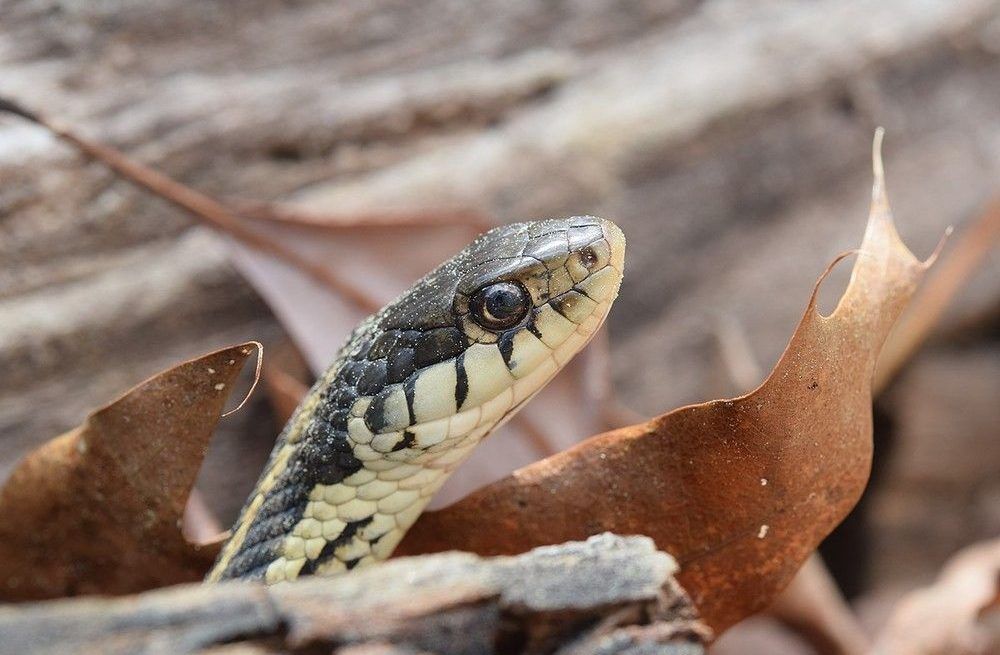 The garter snake | Telegraph-Journal