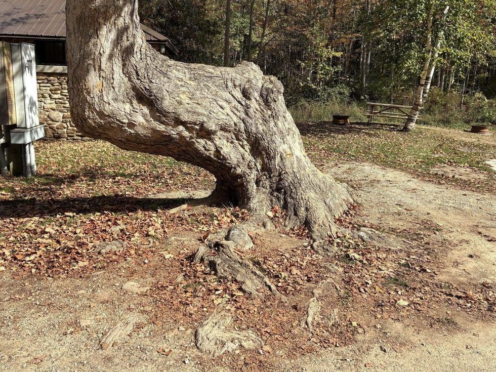 Owen Sound to take steps to protect marker tree in Harrison Park | Owen ...