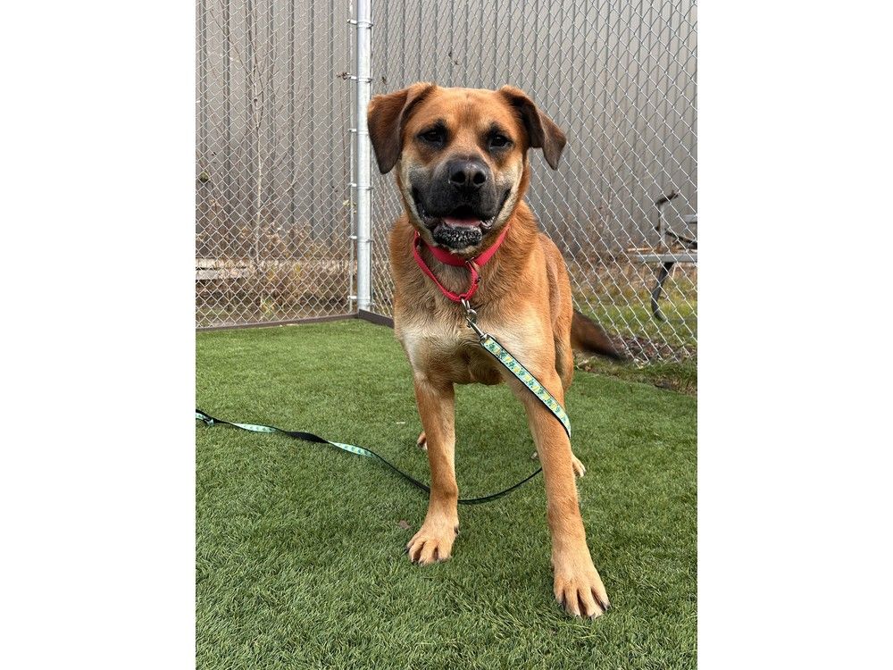 Humane society in need of help for dogs with heartworm disease | The ...