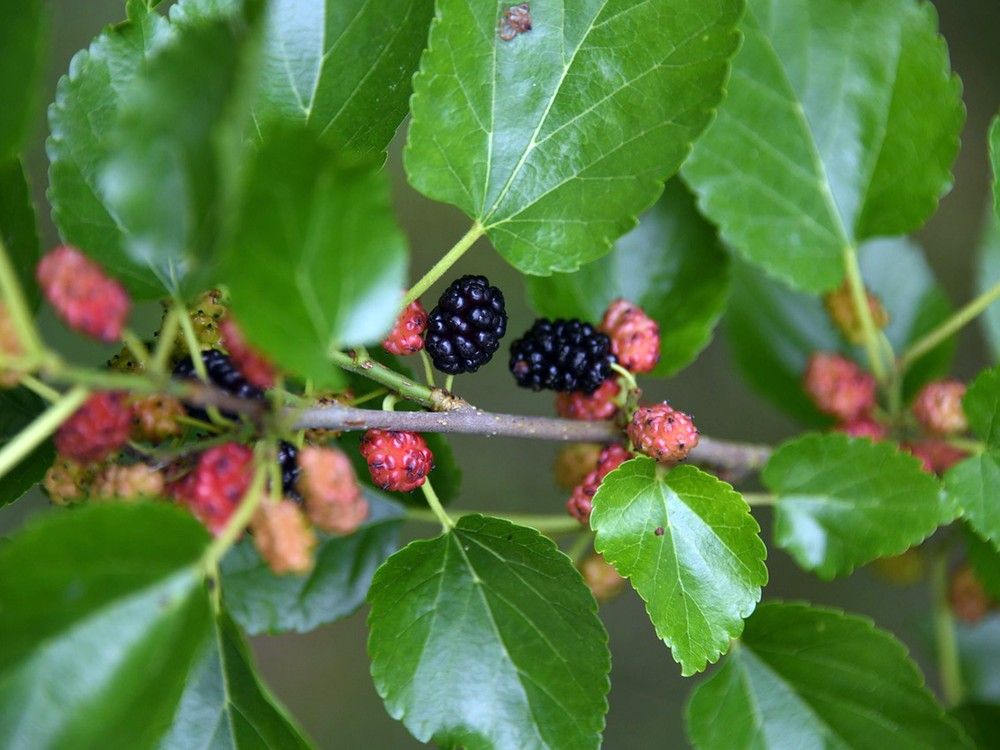 Invasive plant of the month: White mulberry | Exeter Lakeshore Times ...