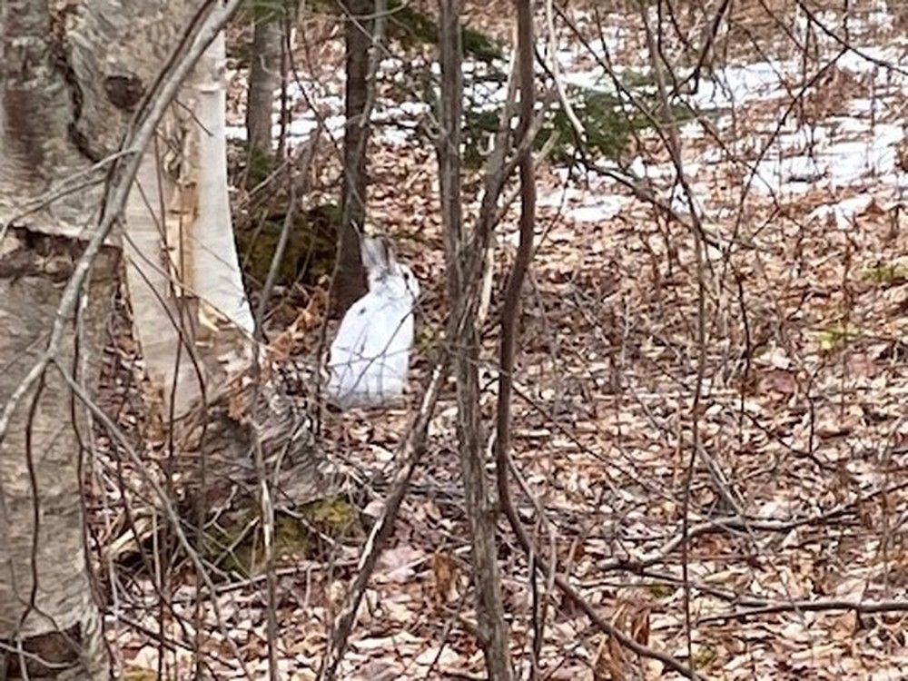 This week's collection of Sightings | Telegraph-Journal