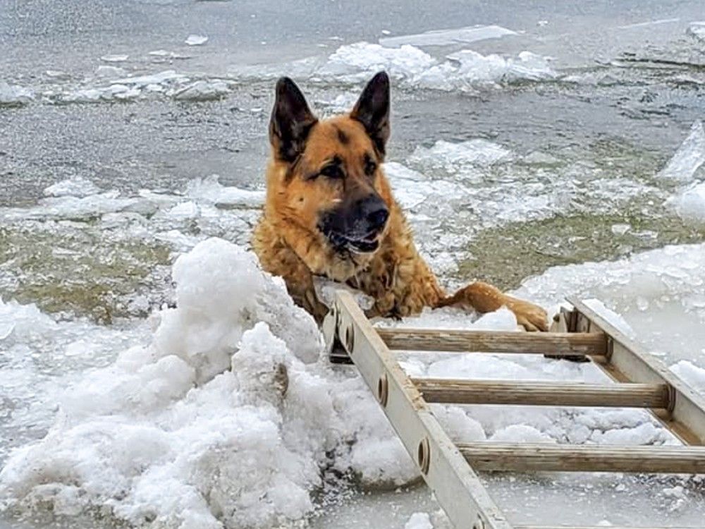 Brant County firefighters rescue dog from icy cold waters of the Grand ...