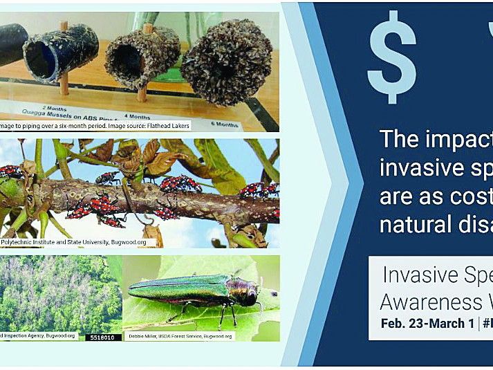 Invasive Species Awareness campaign seeks public participation | Sault ...