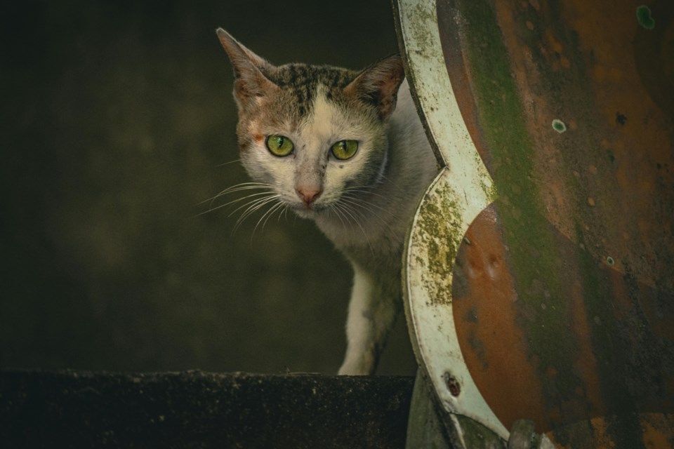 Bonfield looks to leash feral cat colonies | North Bay Nugget