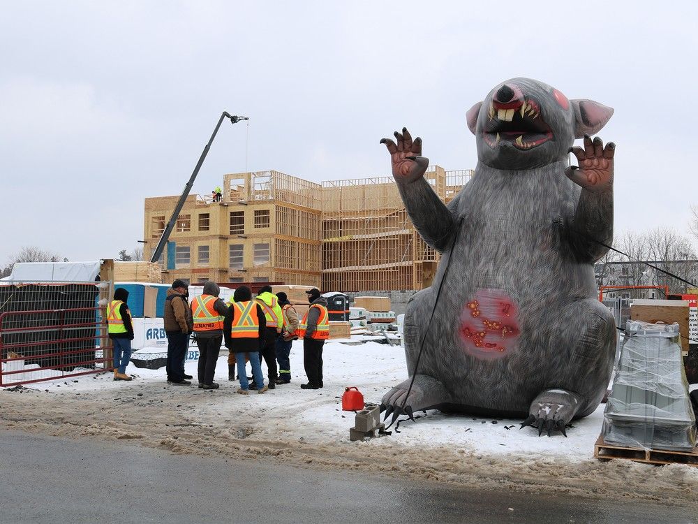 Striking workers in Kingston take aim at developer with inflatable rat ...