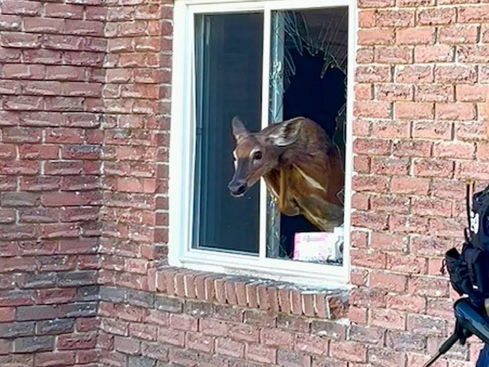 A doe, a deer, get the heck out of here | Owen Sound Sun Times