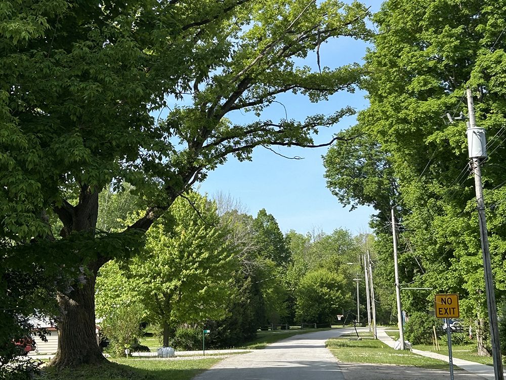 Oak wilt not the cause of historic oak tree's decline, removal work ...