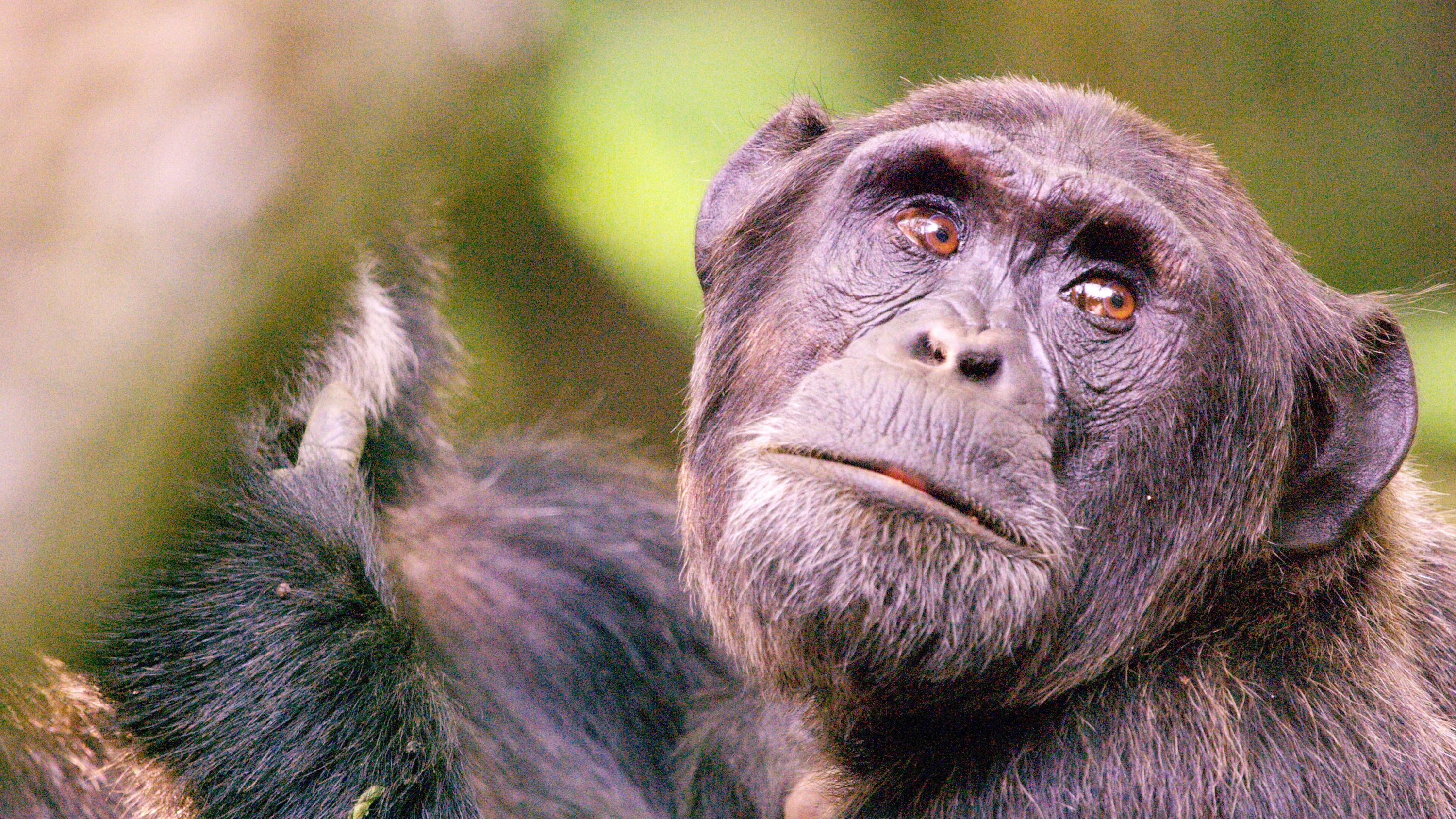 CBC doc She Walks With Apes follows in Goodall's footsteps | Canada.Com