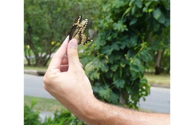 Biologists wait to see whether warm-weather insects survived brutal ...