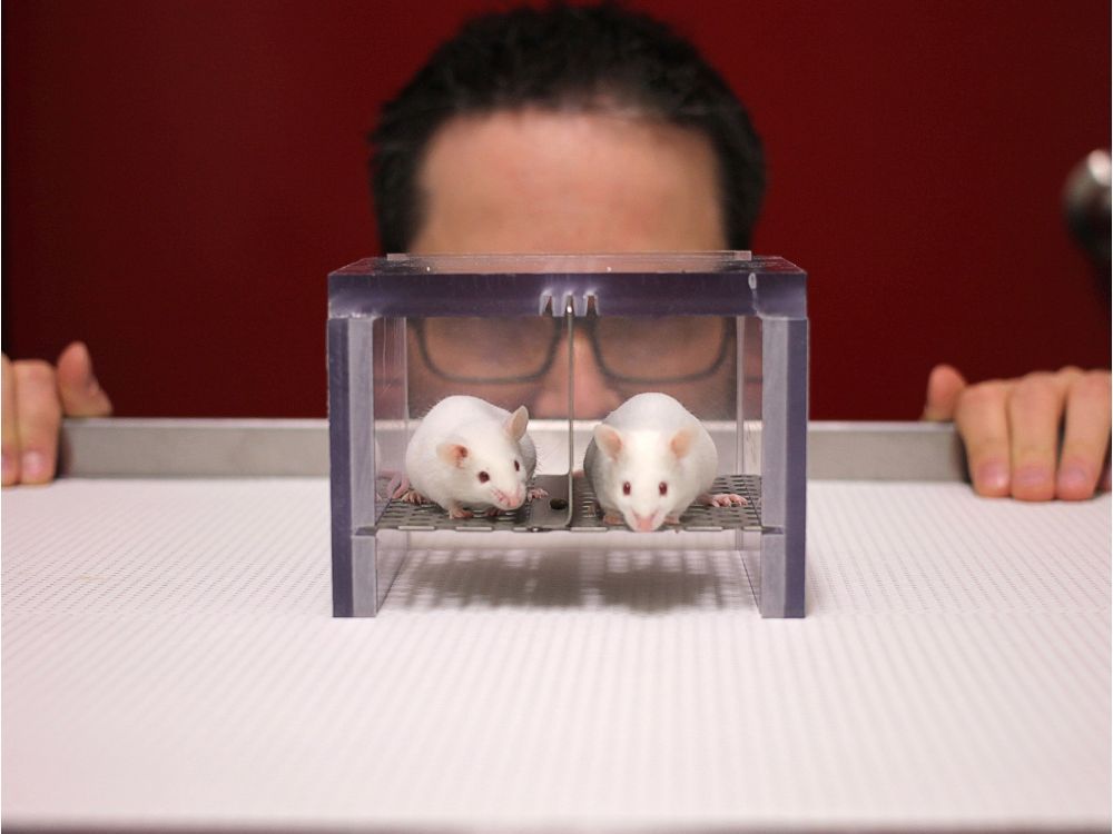 Lab mice and rats get stressed by men in the lab, but not by women ...