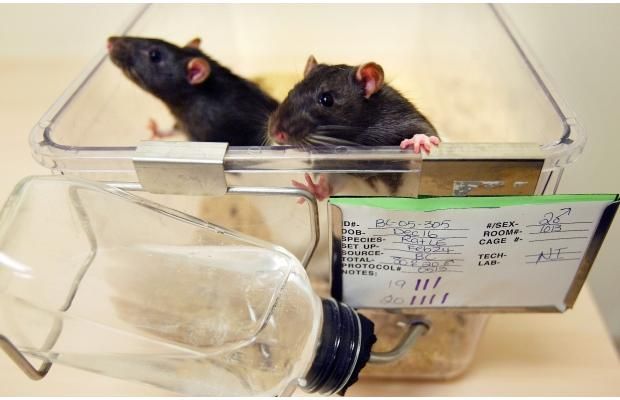 Rodents stressed by presence of males, but not females, in lab | Ottawa ...