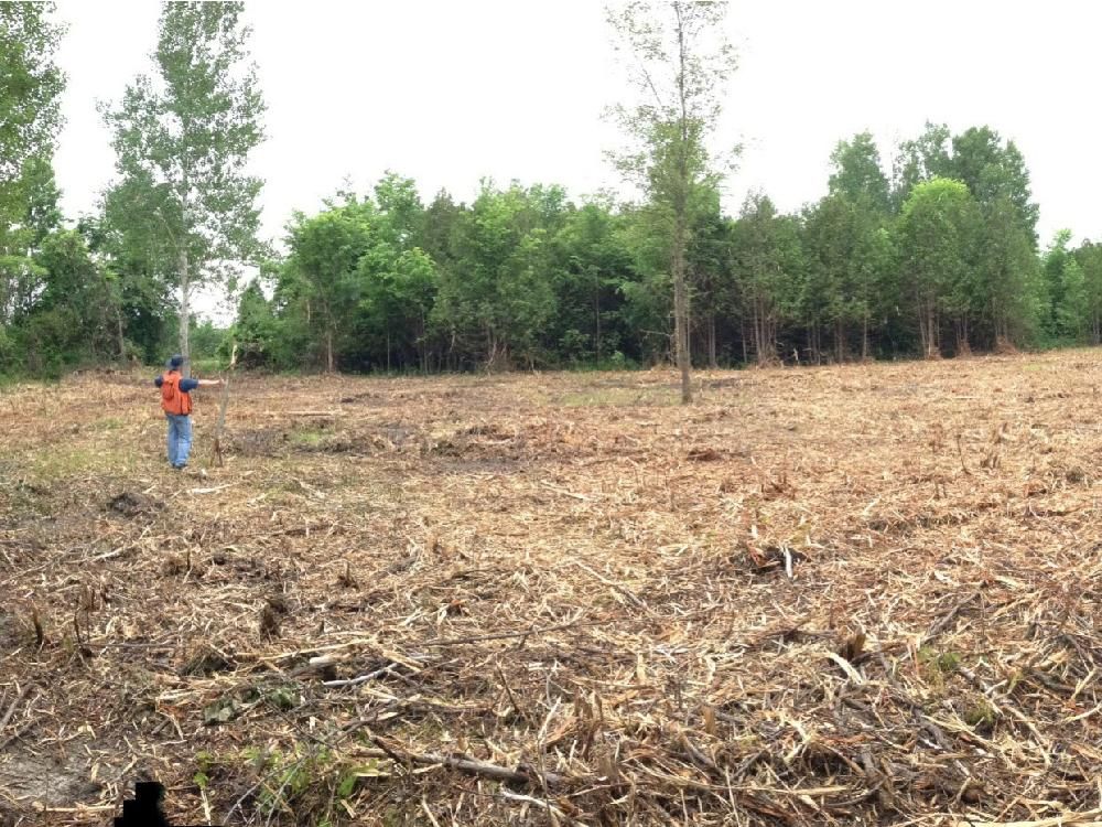 Developers facing up to $100,000 in fines after ignoring tree by-laws ...