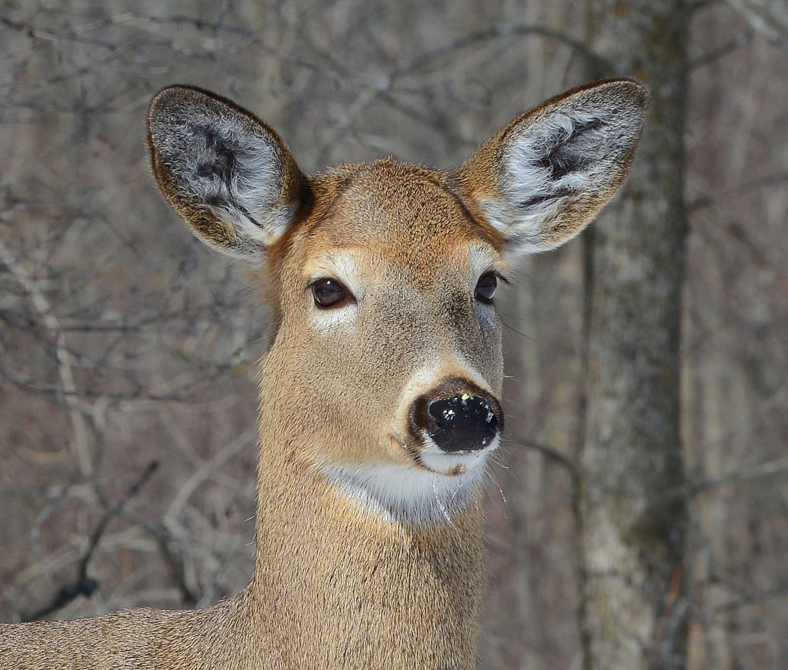 Deadly wasting disease found in farmed Outaouais deer, hundreds culled ...