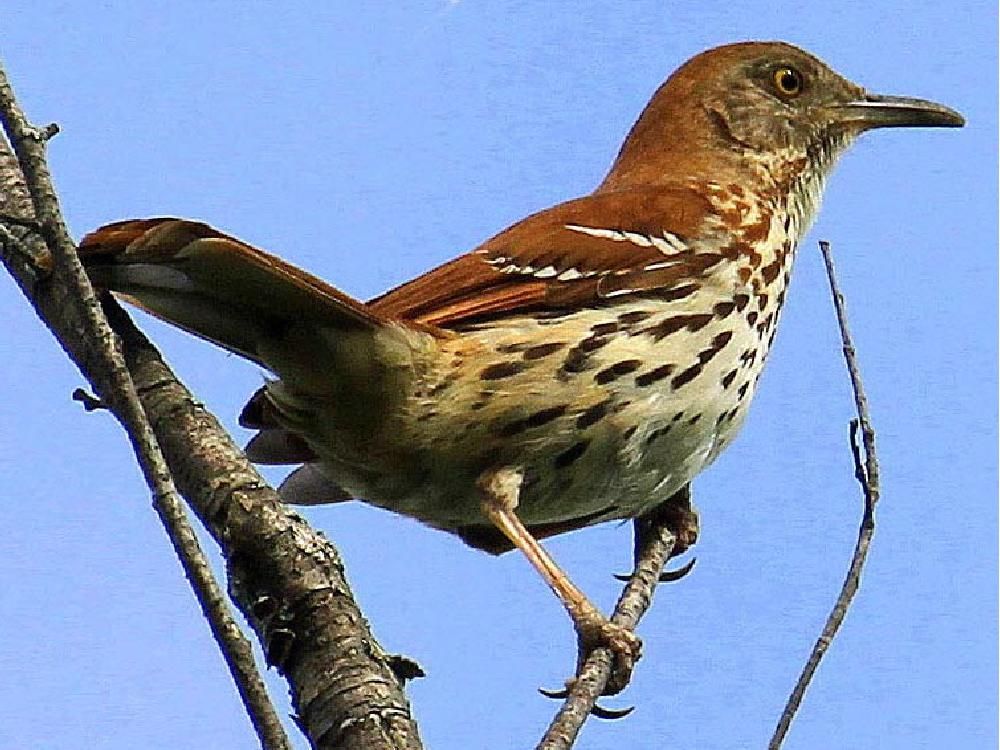 Photos: Birds | Ottawa Citizen
