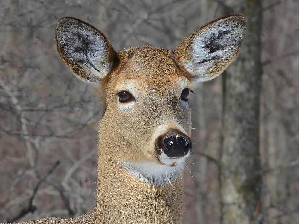 Oh deer — two of them, on the loose in Sandy Hill | Ottawa Citizen