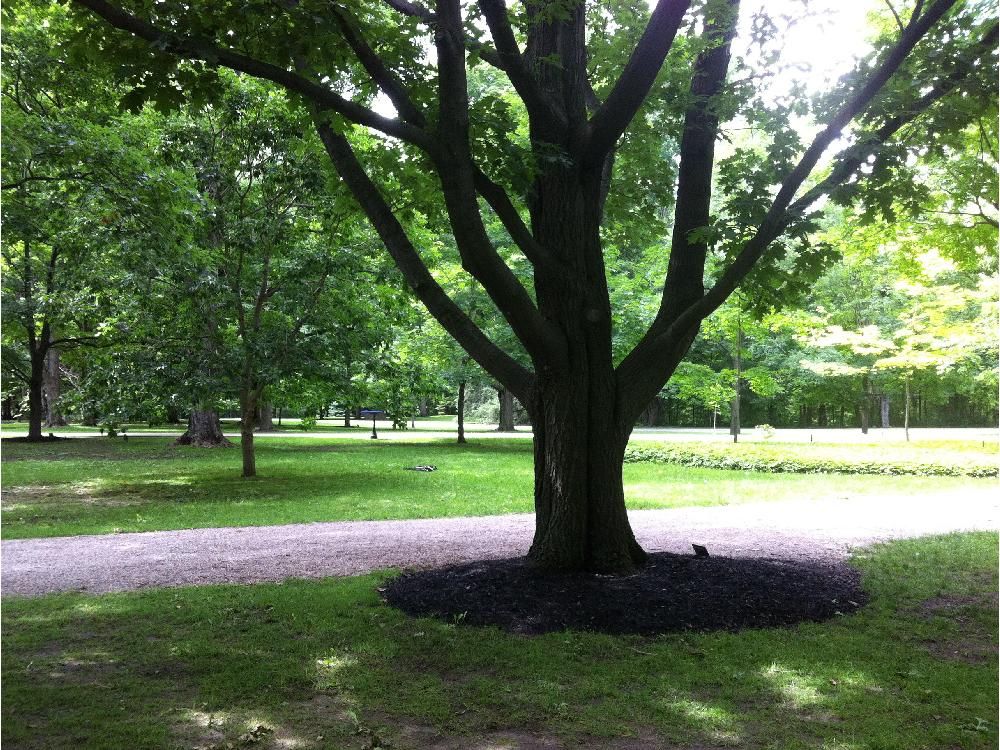 Andrew King: JFK and how a tree-planting at Rideau Hall rippled through ...