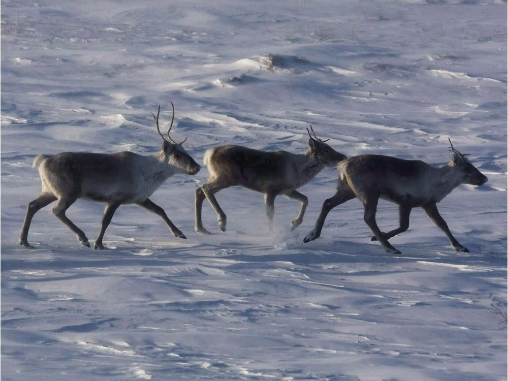 Charlebois: Arctic agriculture a growth area | Ottawa Citizen