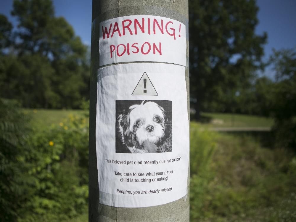 Dog ends up 'poisoned' after walk through Britannia Park | Ottawa Citizen