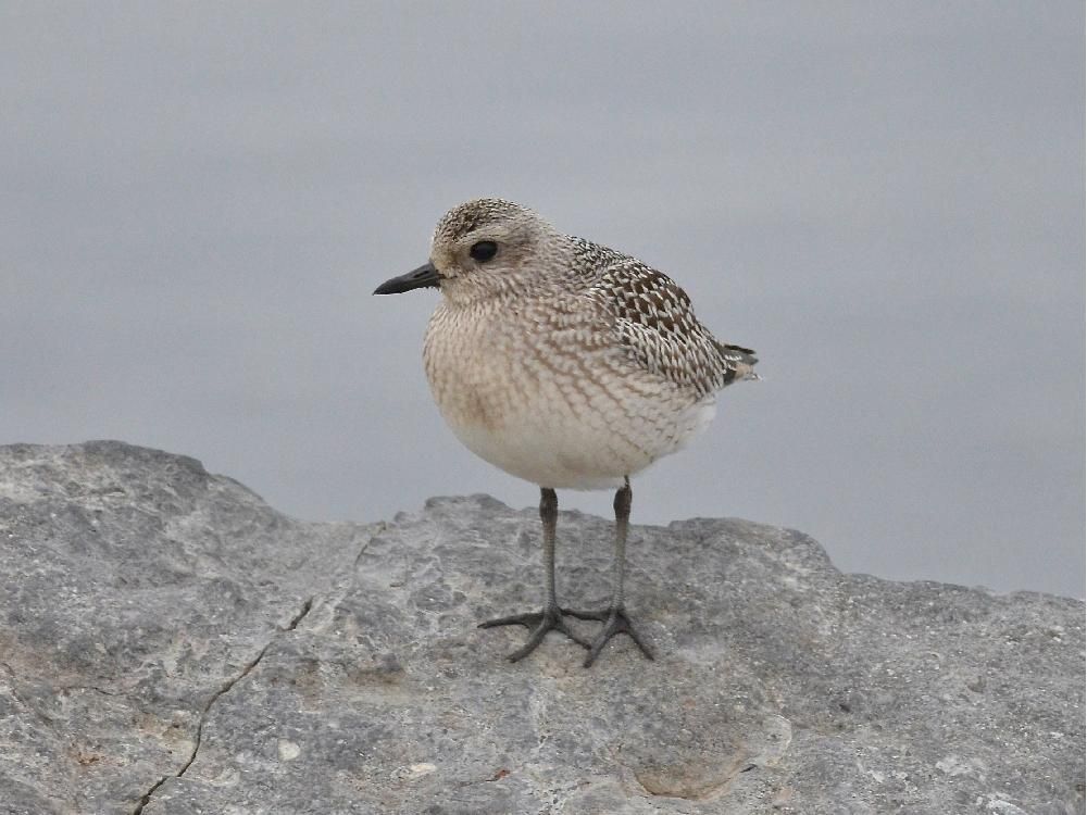 Photos: World of Birds | Ottawa Citizen