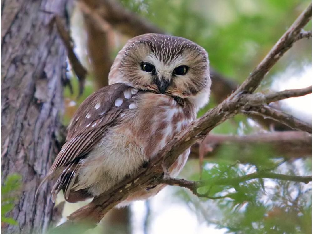 November birding is a real hoot with the owls arriving | Ottawa Citizen