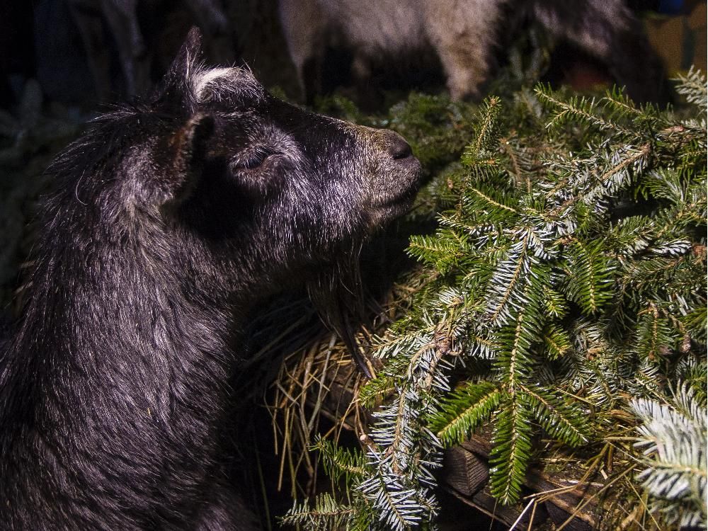 Donate your Christmas tree to a holiday feast for goats (with video ...