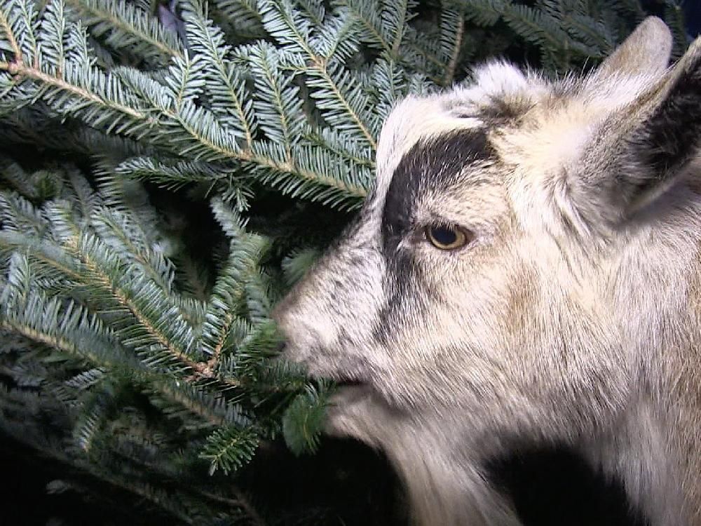 Donate your Christmas tree to a holiday feast for goats (with video ...