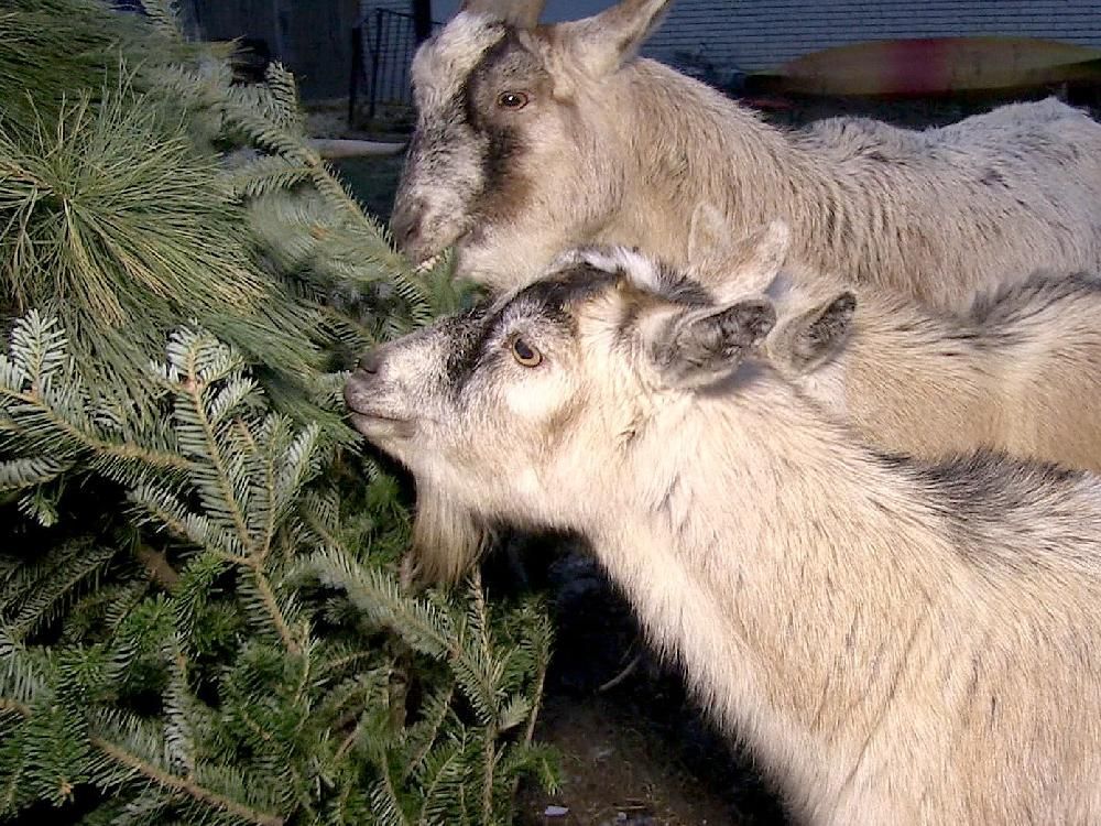 Donate your Christmas tree to a holiday feast for goats (with video ...
