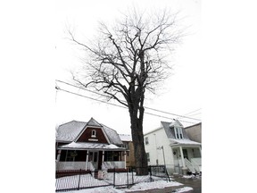 The Maple Leaf Forever: tree that inspired song keeps on giving ...
