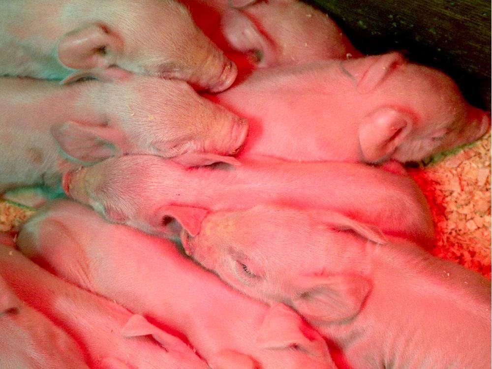 Photos & Video: Family Day at the Experimental Farm | Ottawa Citizen