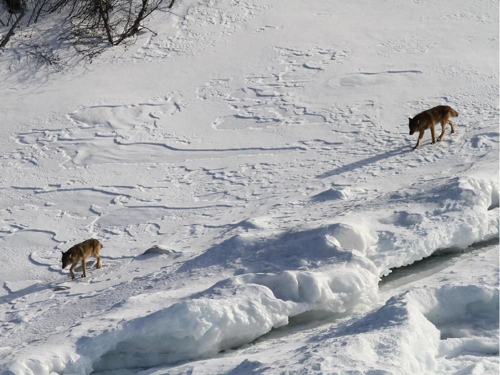 Is it too late to save the wolves of Isle Royale? | Ottawa Citizen
