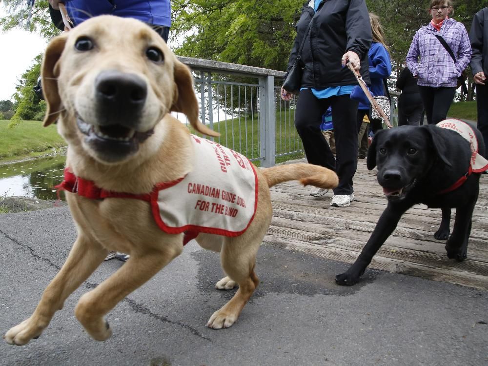 Photos: Dollars for Dogs fundraising dog walk | Ottawa Citizen