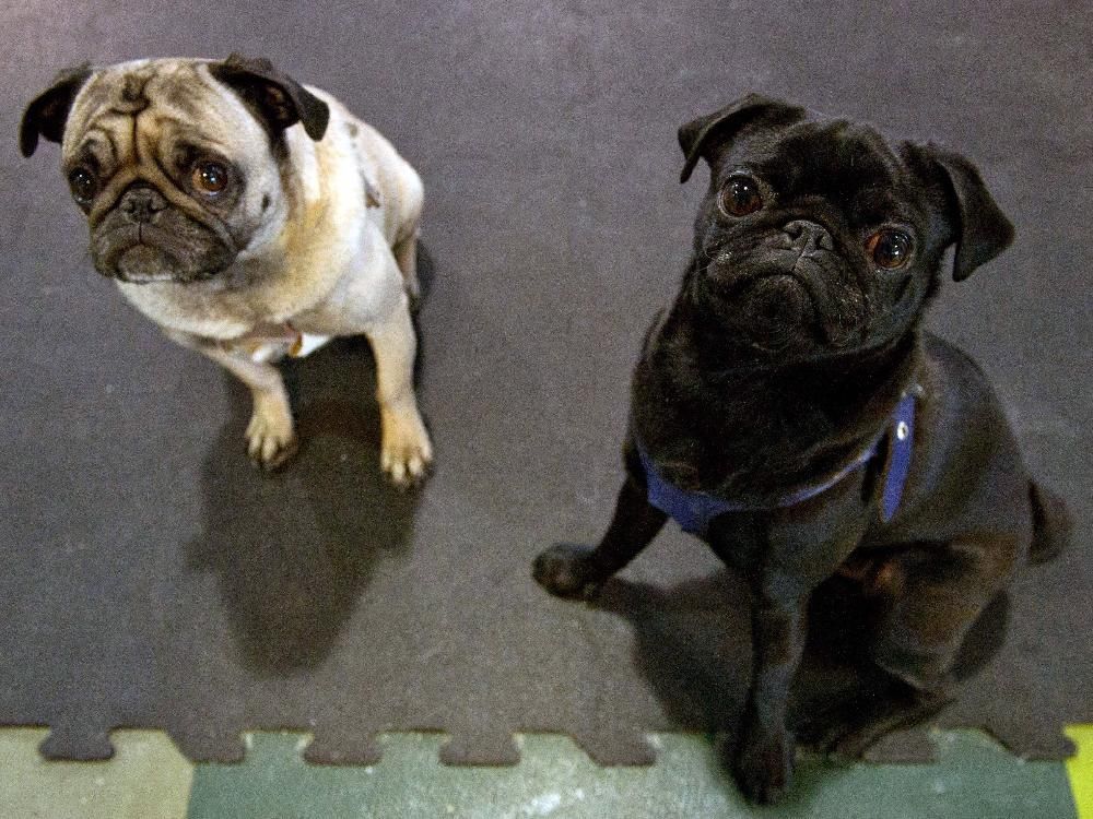 Gatineau police on the trail of misbehaving dogs | Ottawa Citizen