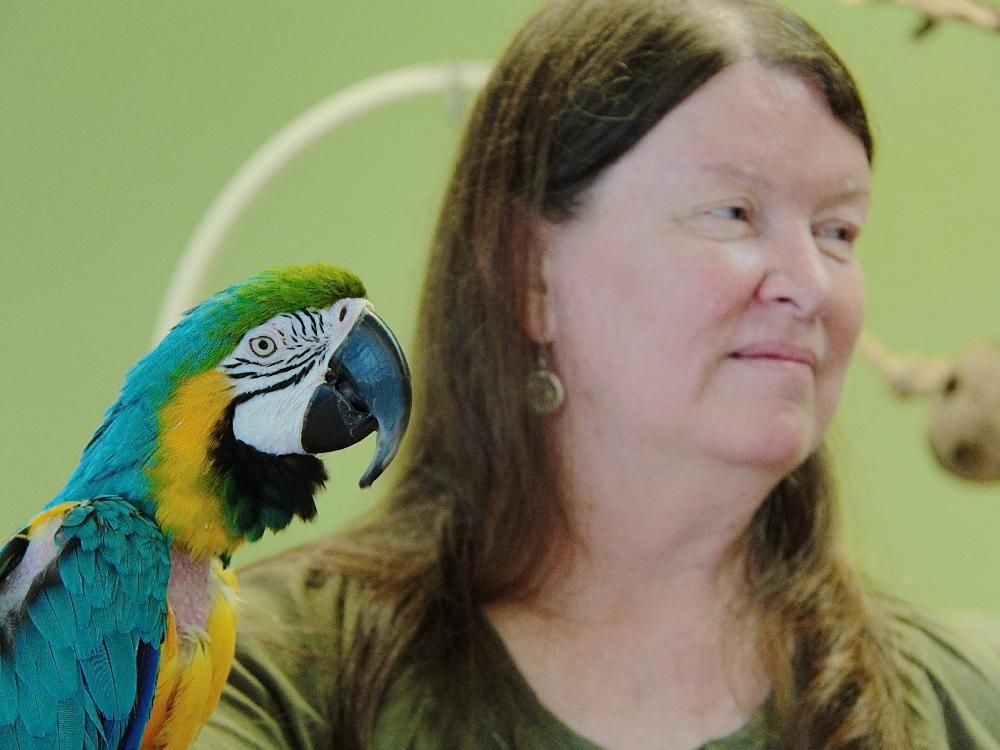Homeless parrots find refuge in Smiths Falls | Ottawa Citizen