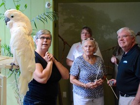 Homeless parrots find refuge in Smiths Falls | Ottawa Citizen