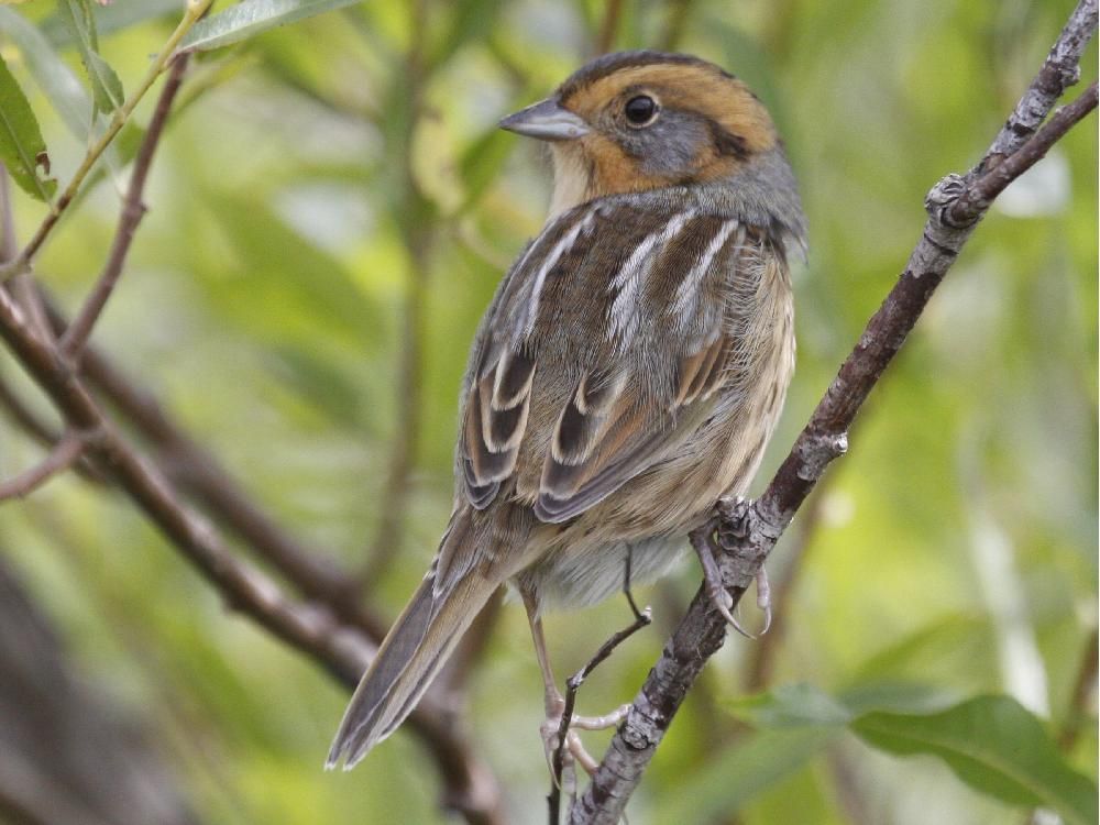 Long-tailed Jaeger sighting the find of the week | Ottawa Citizen