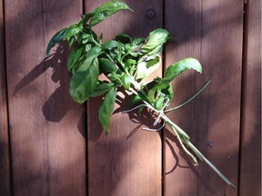 Alice Waters' ratatouille recipe is exceptionally good. | Ottawa Citizen