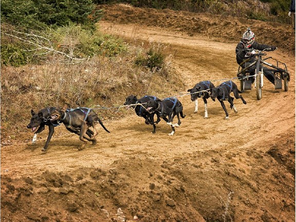 Running with the big dogs in Bristol, Quebec | Ottawa Citizen