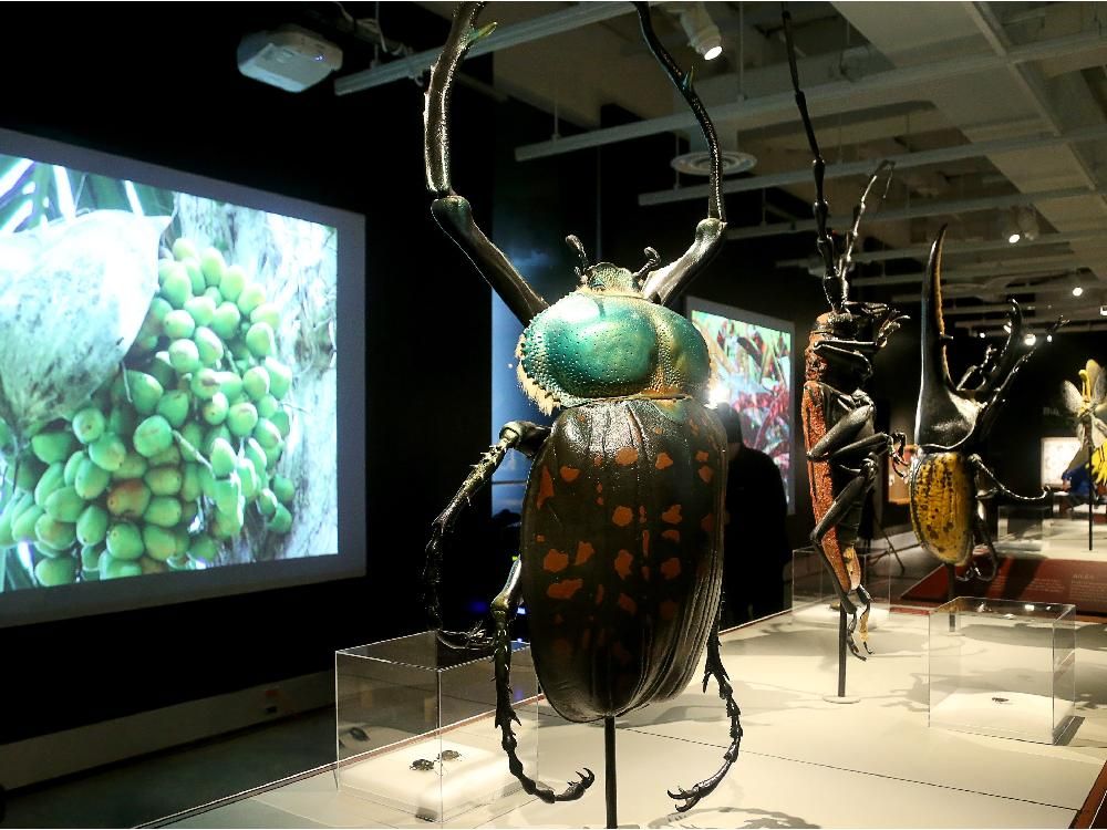 There are bugs — very big bugs — at the Museum of Nature | Ottawa Citizen
