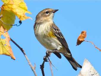 A wide variety of birds on the wing this fall | Ottawa Citizen